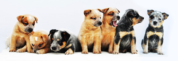 De Australian Cattledog - Doggo.nl