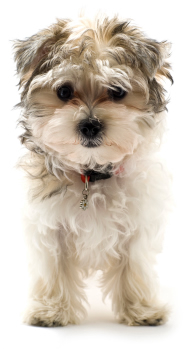 Boomer puppy: alles wat je wilt weten over de Boomer - Doggo.nl