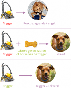 Counterconditionering en Desensitisatie; een gouden combinatie - Doggo.nl