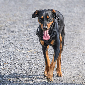 Challenge: hoe loopt jouw hond? - Doggo.nl